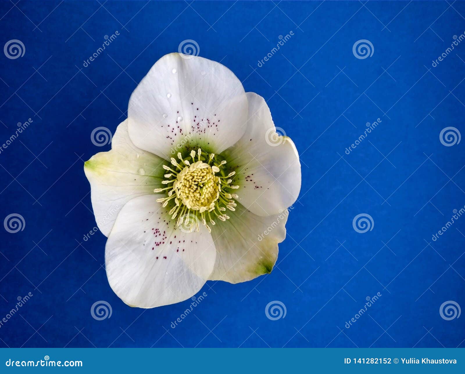 Beautiful First Spring Flower Hellebore on Blue Stock Photo - Image of ...