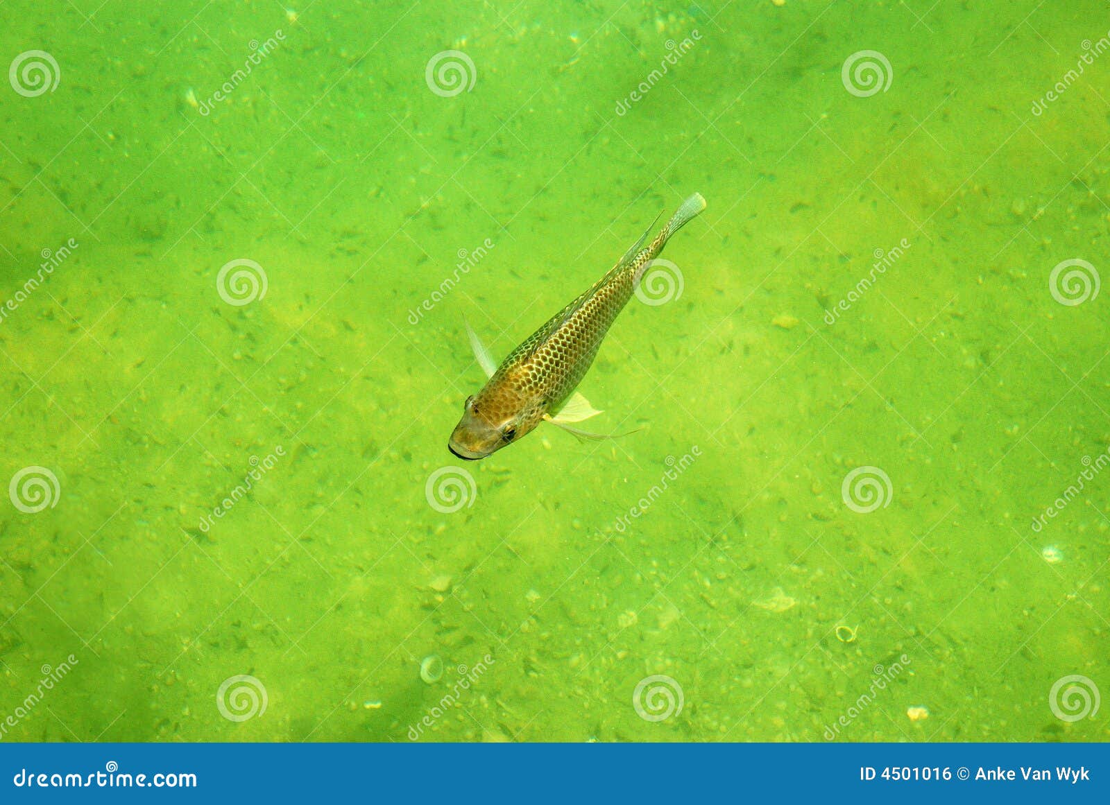 One fish stock photo. Image of wild, fish, swims, outdoor - 4501016