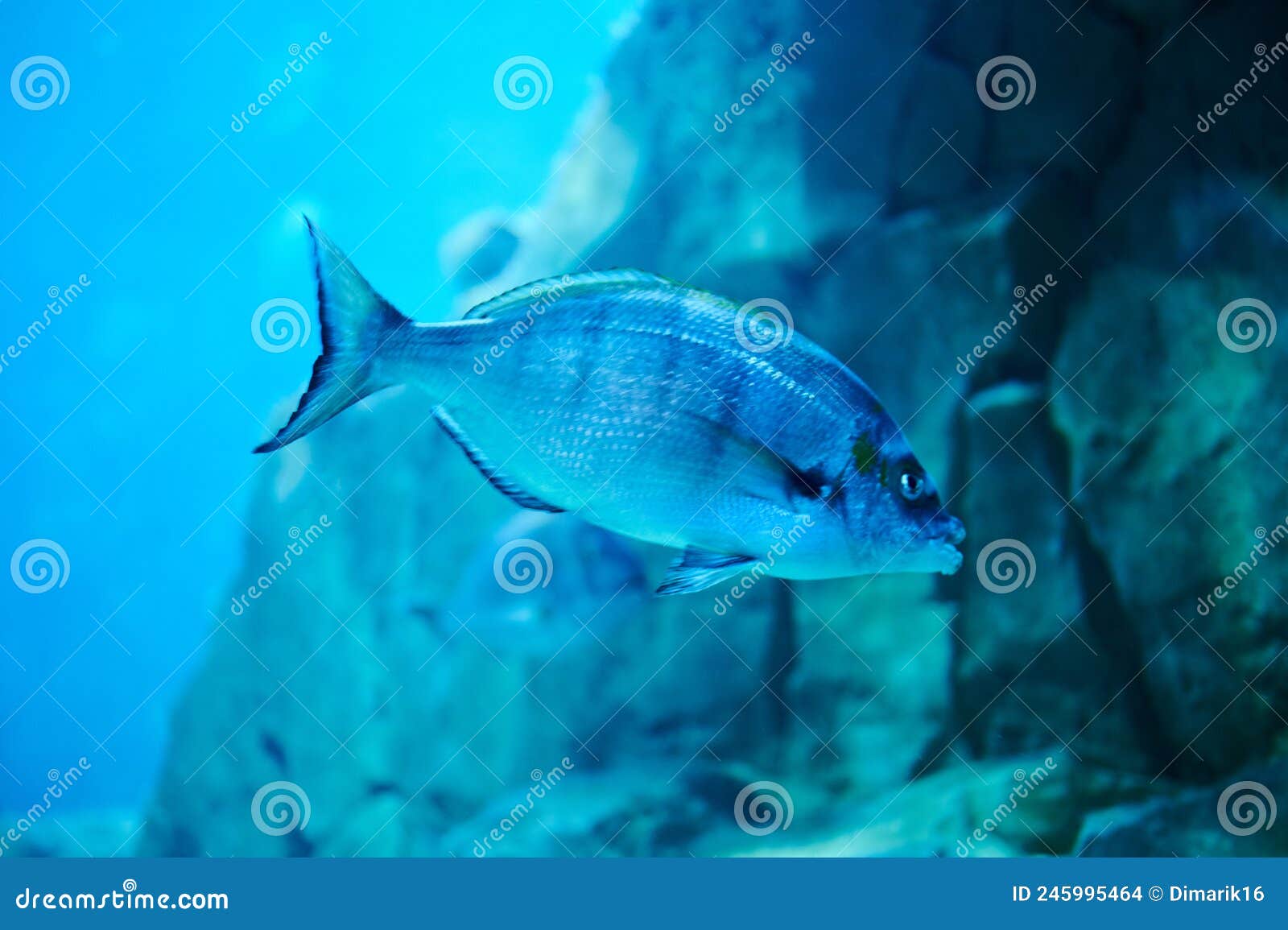 One fish in blue water stock photo. Image of aquarium - 245995464
