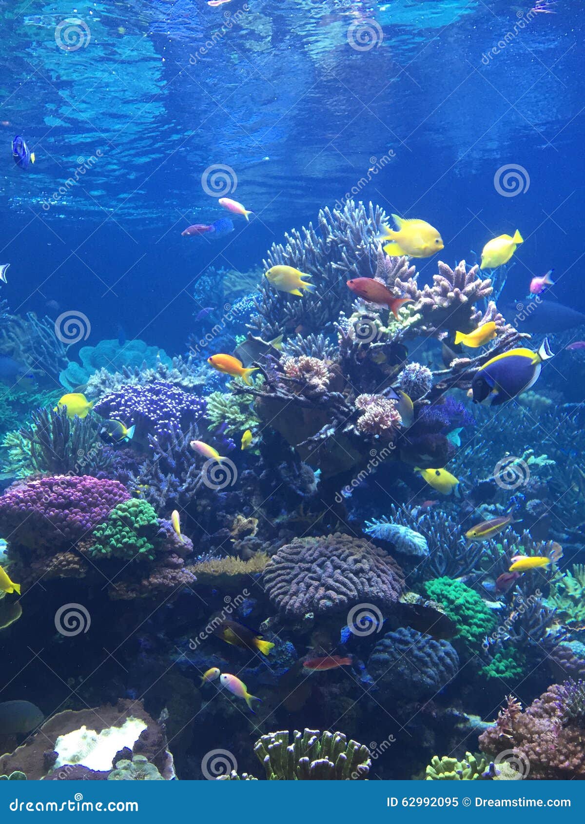 One Fish Two Fish Three Fish Four Fish Stock Image - Image of four ...