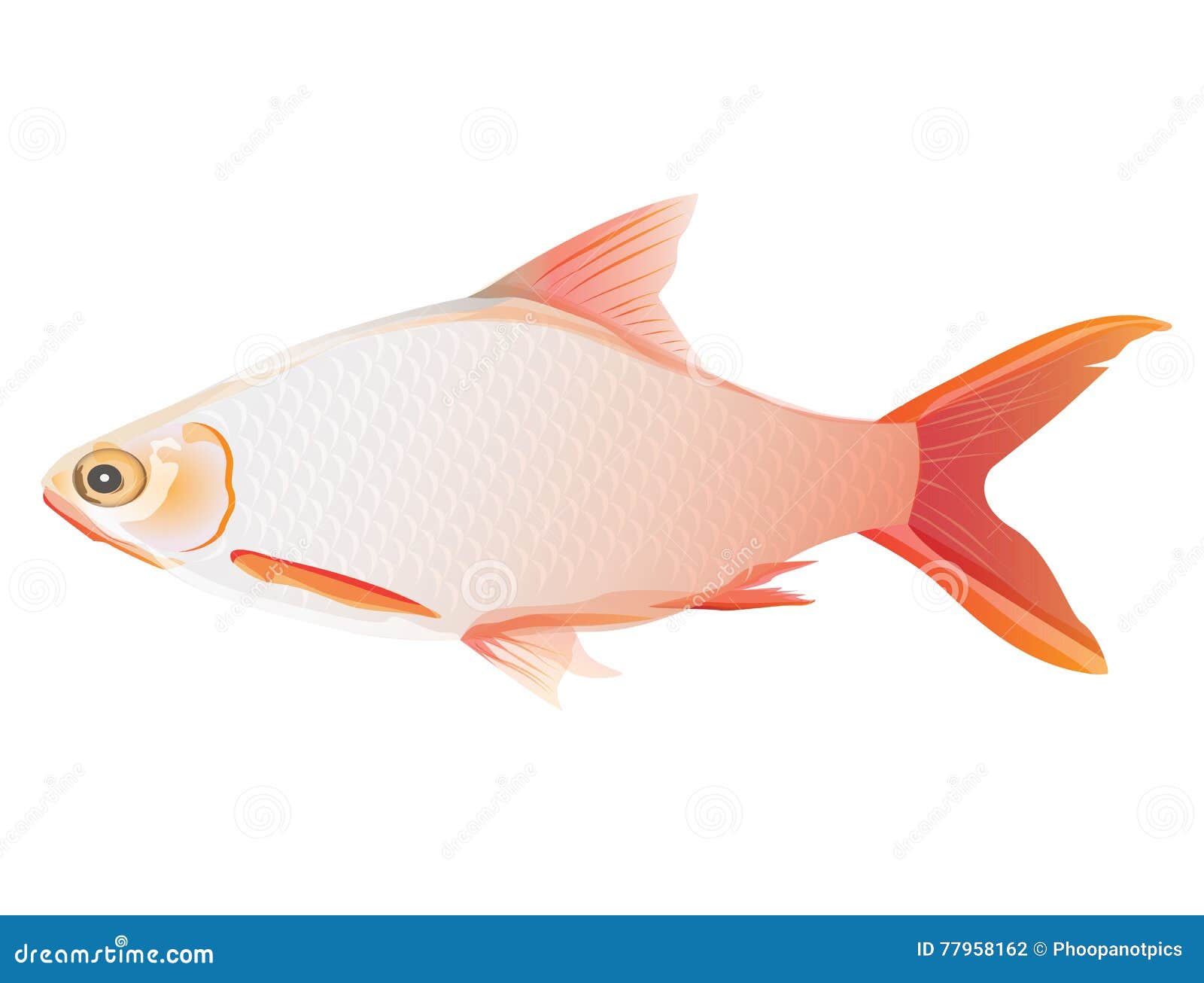 One fish stock vector. Illustration of live, background - 77958162