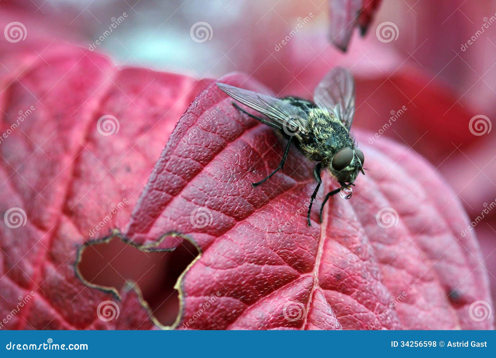 One Flies on a Autumn Sheet Stock Photo - Image of emphasise, september ...