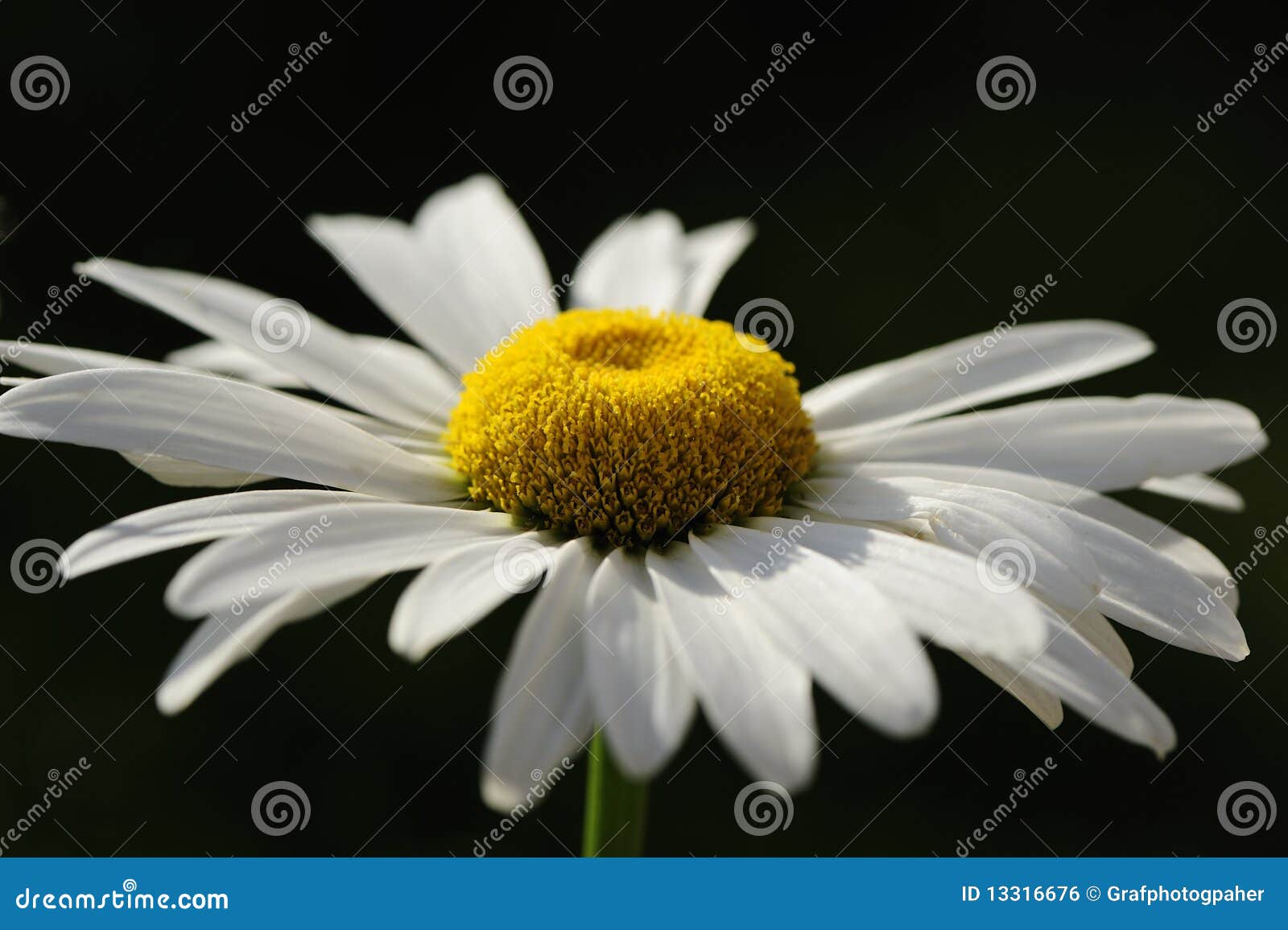 One flower stock photo. Image of growth, yellow, rural - 13316676