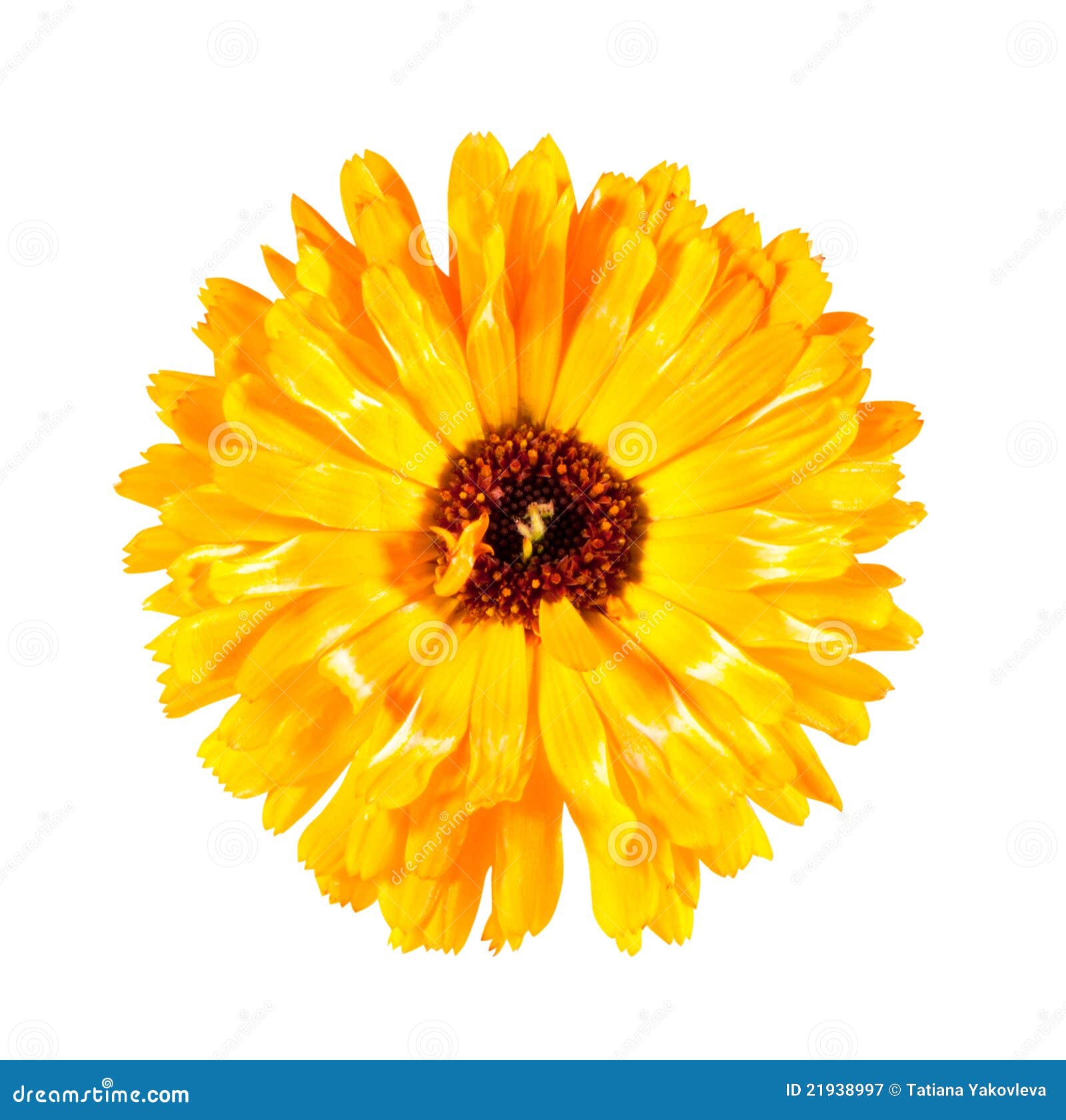 One flower stock image. Image of floral, flower, summer - 21938997