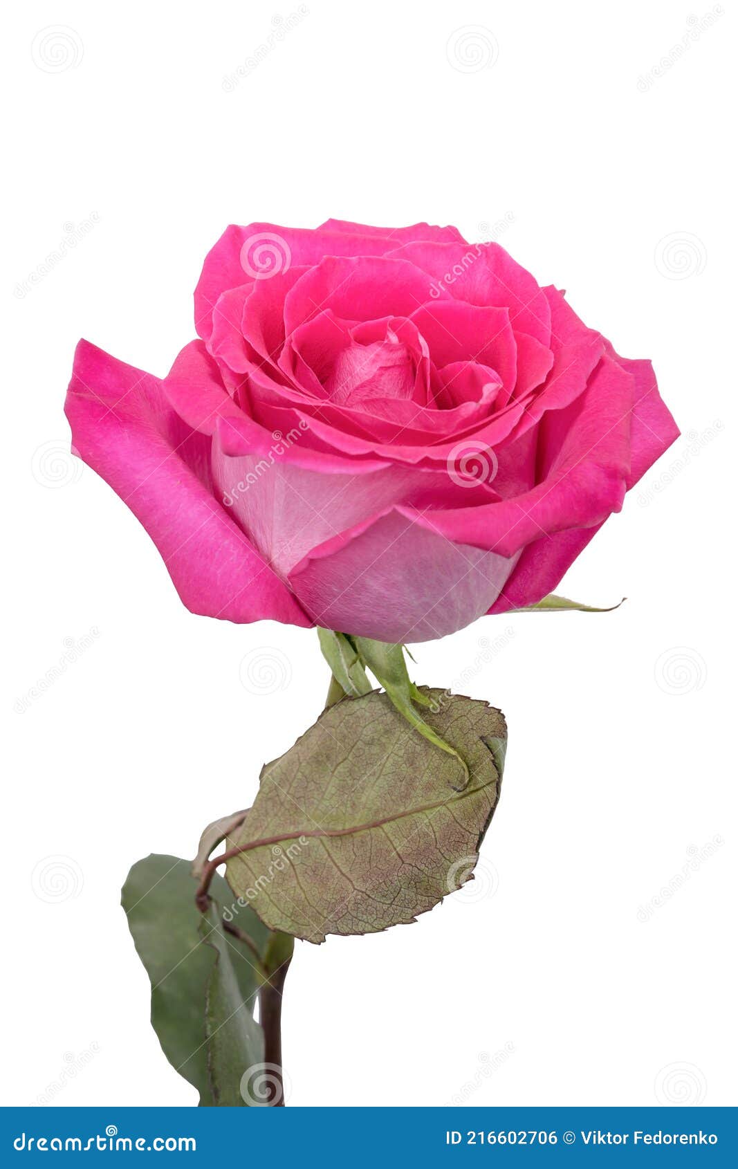 One Flower of a Beautiful Pink Rose Isolated on White Background Stock ...