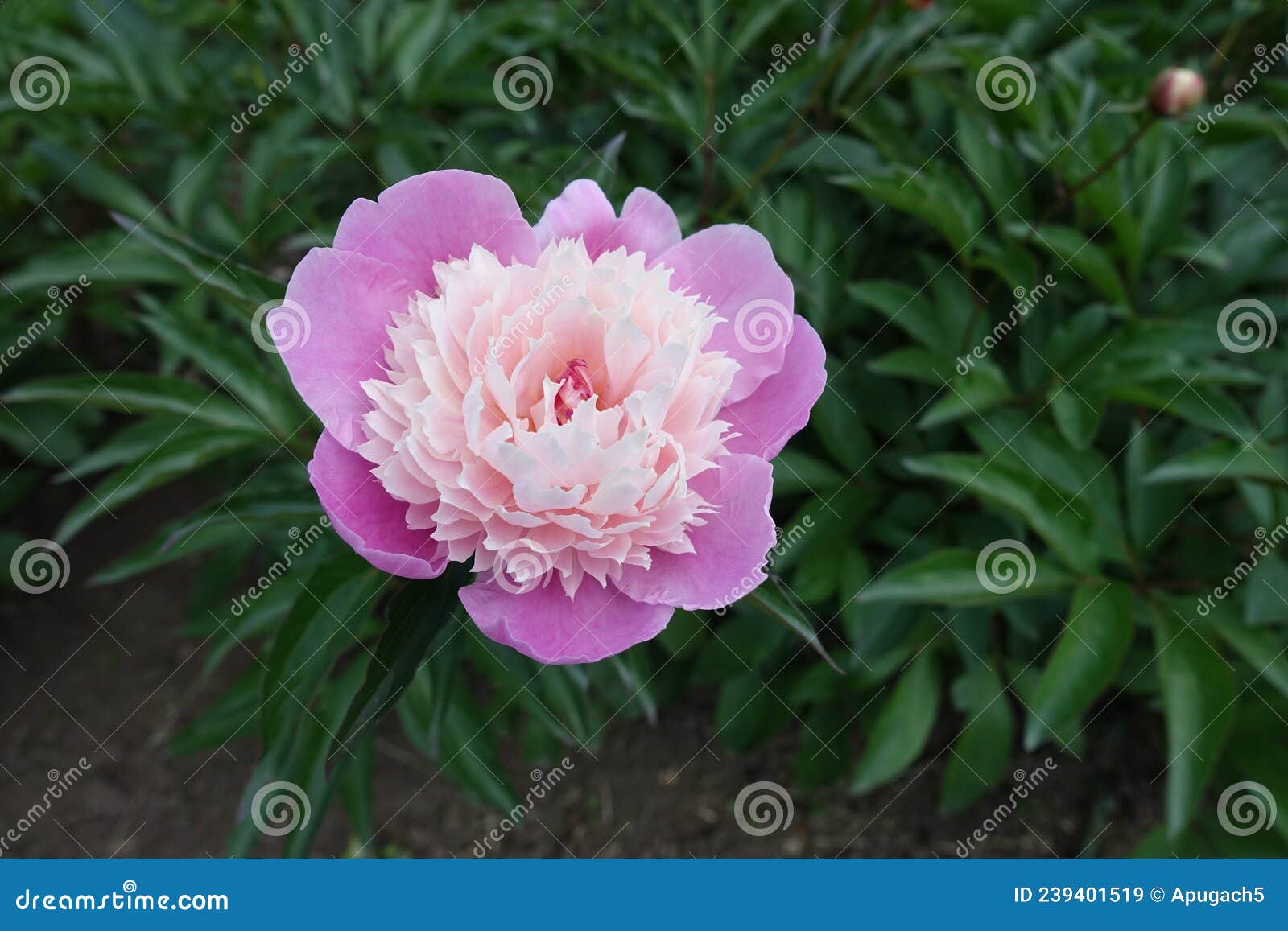 One Flower of Bicolor Anemone-flowered Peony in June Stock Image ...