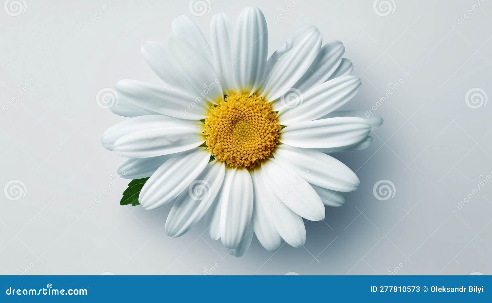 One Flower in Center Top View Stock Illustration - Illustration of ...