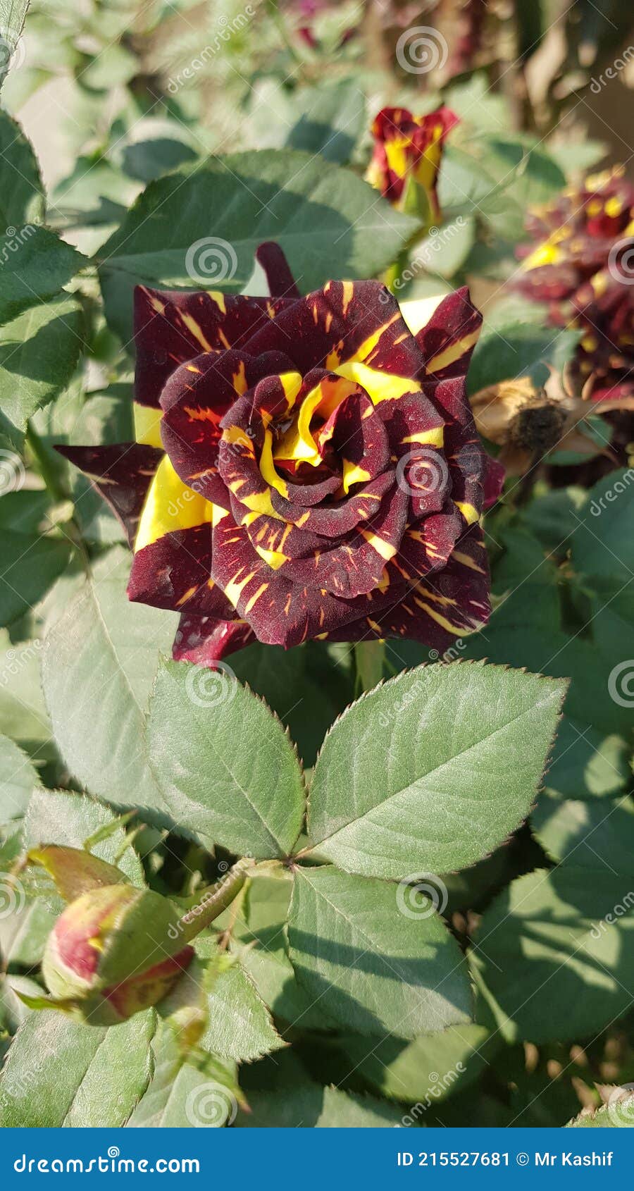 One Flower with Different Colors Combination Stock Image - Image of ...