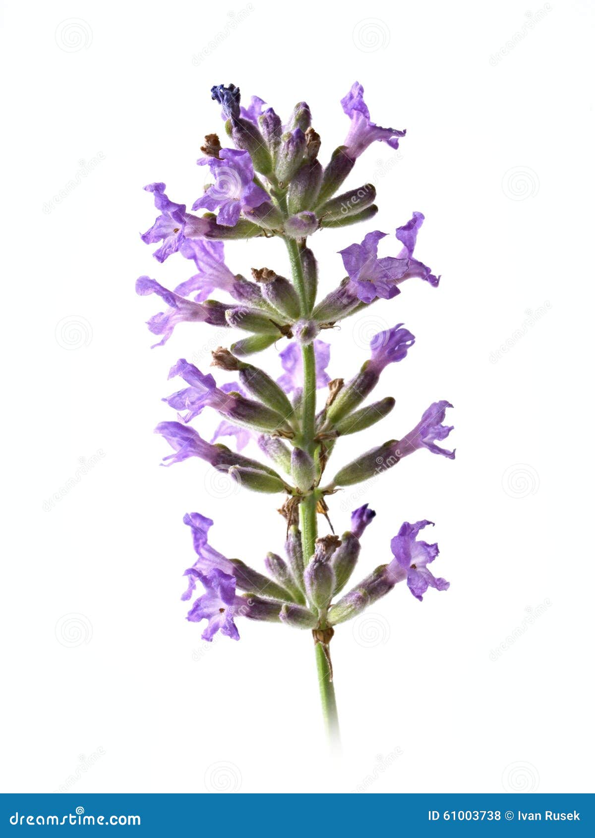 One flower of Levander stock photo. Image of lavender - 61003738