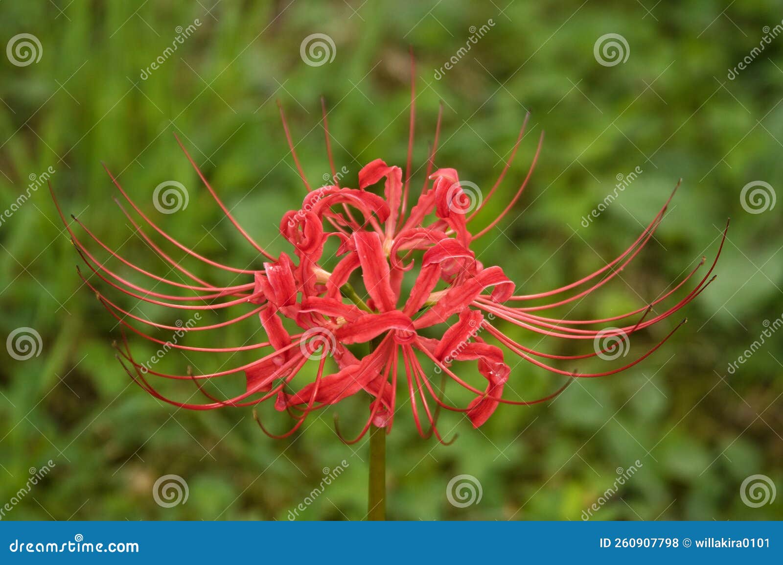 One Flower of Lycoris Radiata Stock Photo - Image of petal, herb: 260907798