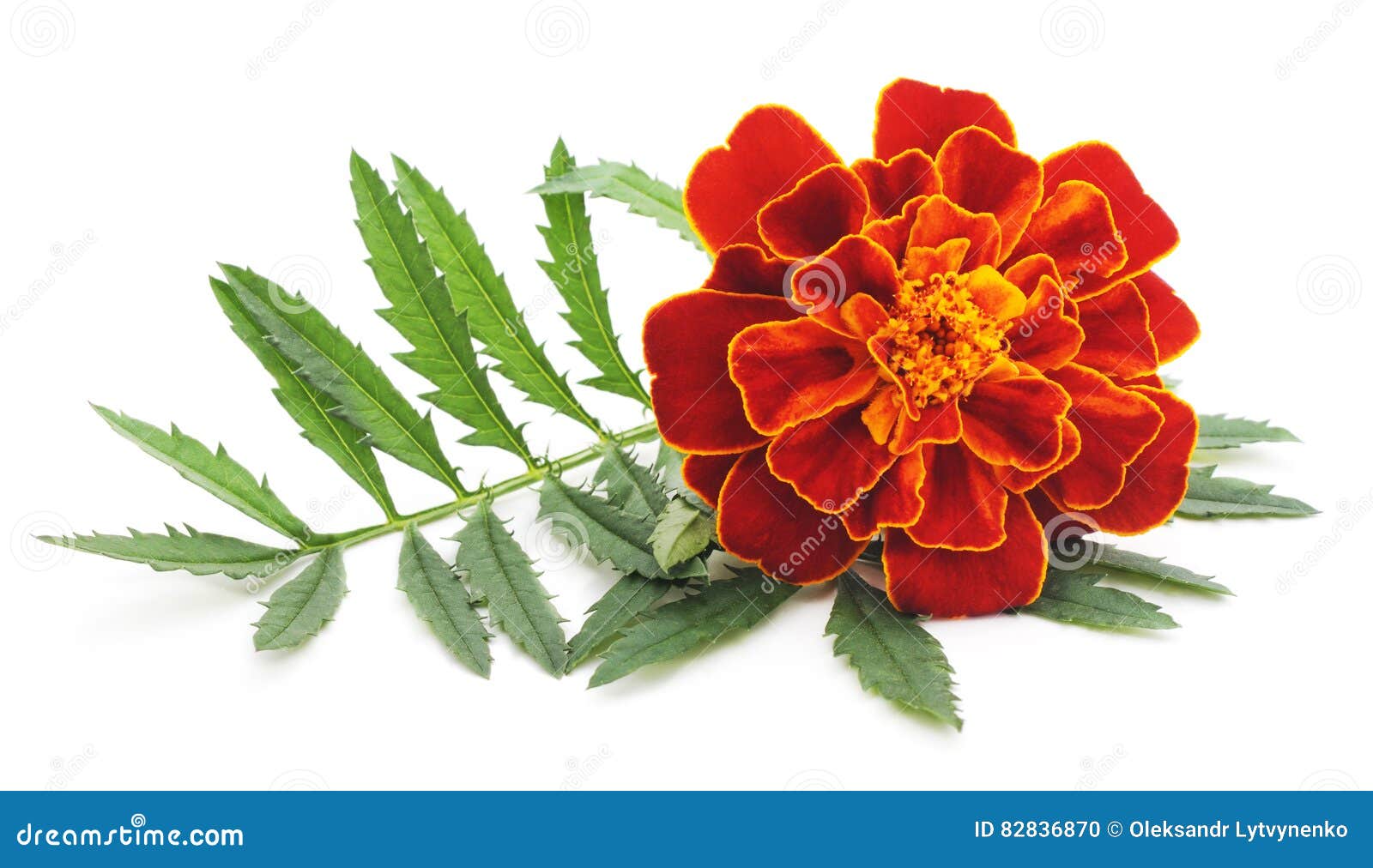 One flower marigold. stock photo. Image of background - 82836870