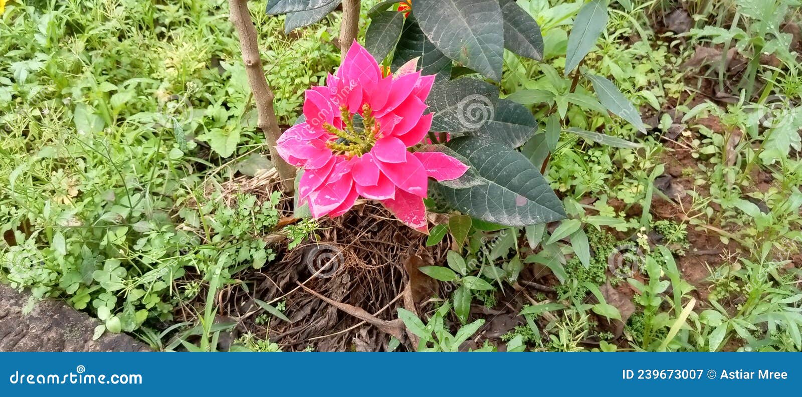 One flower stock image. Image of herb, produce, petal - 239673007