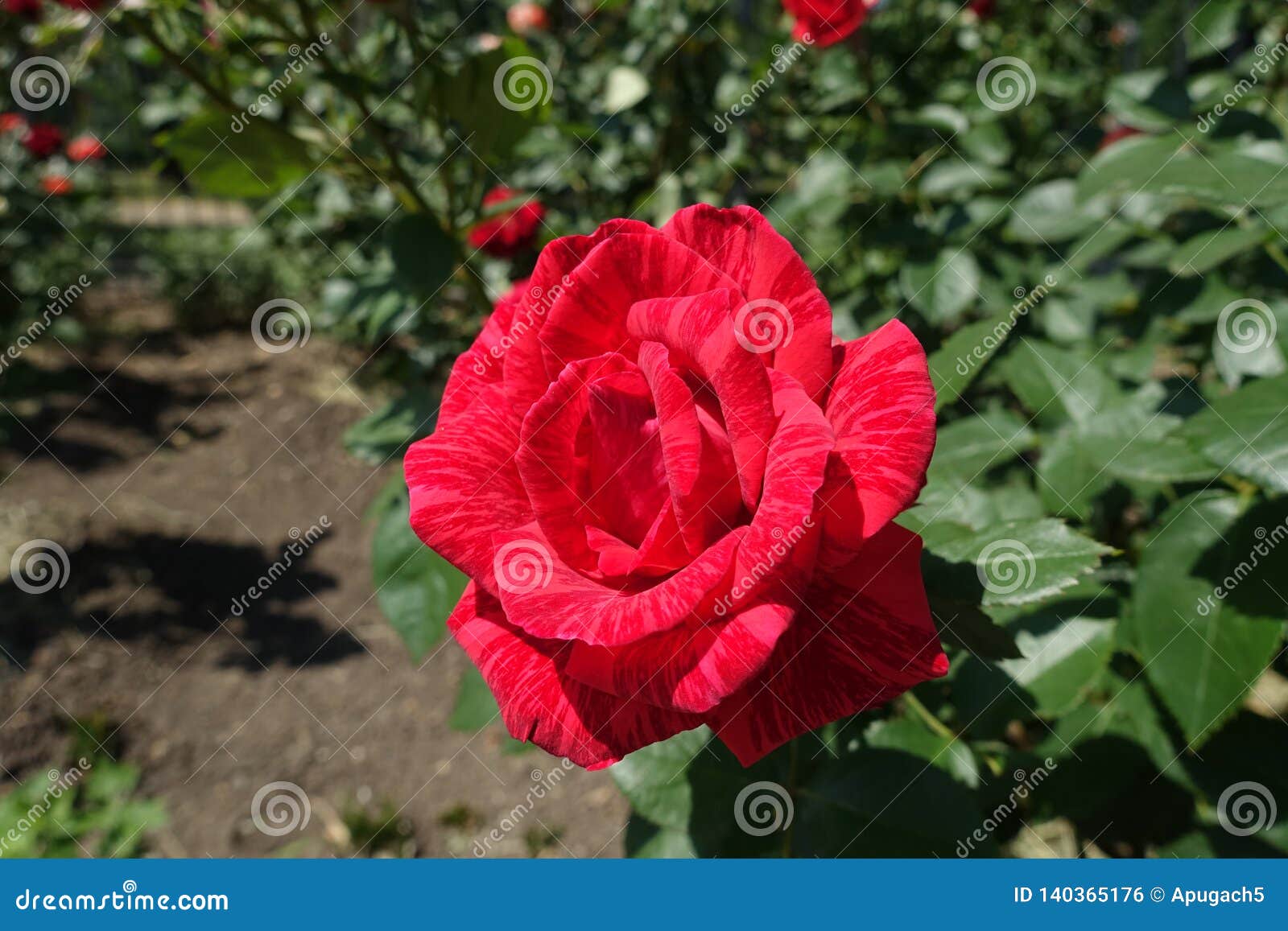 One Flower of Red Striped Rose Stock Photo - Image of flower, crimson ...