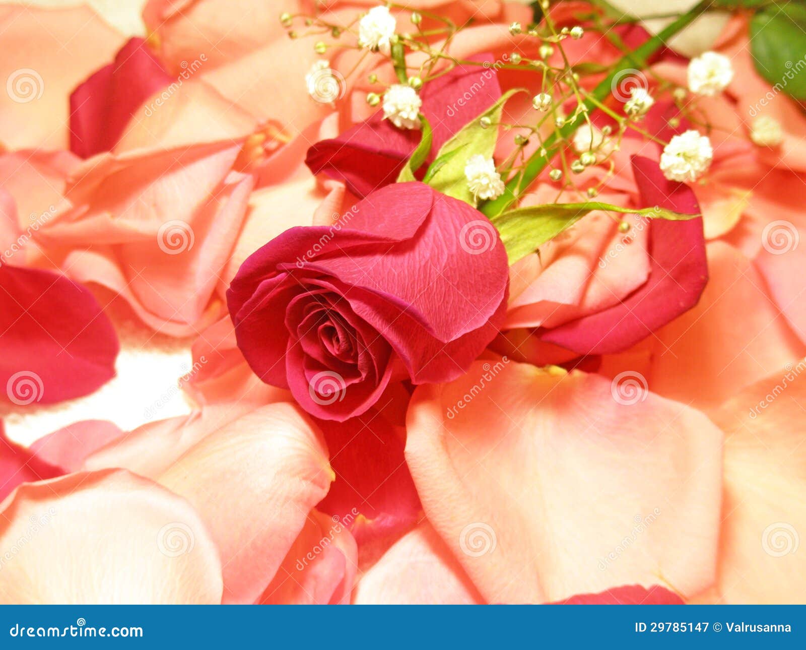One flower of a rose stock image. Image of bouquet, background - 29785147