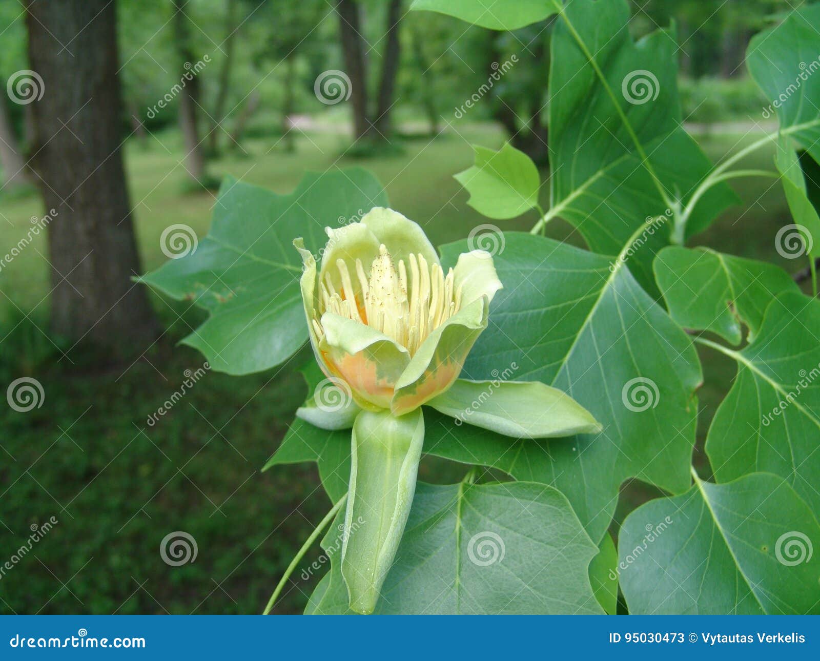 One flower of tulip tree stock image. Image of poplar - 95030473
