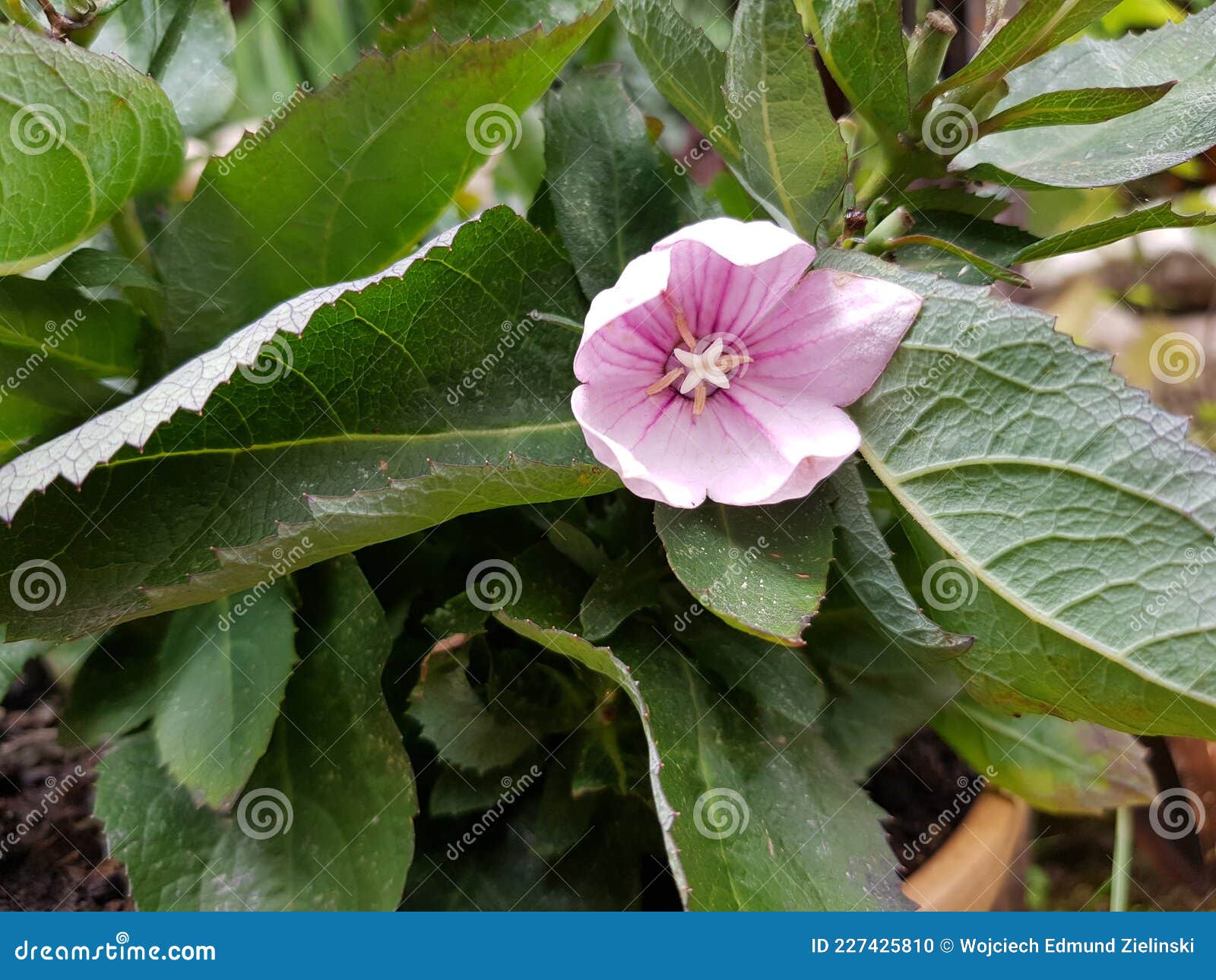Only One Flower, but What One! Stock Photo - Image of wildflower ...