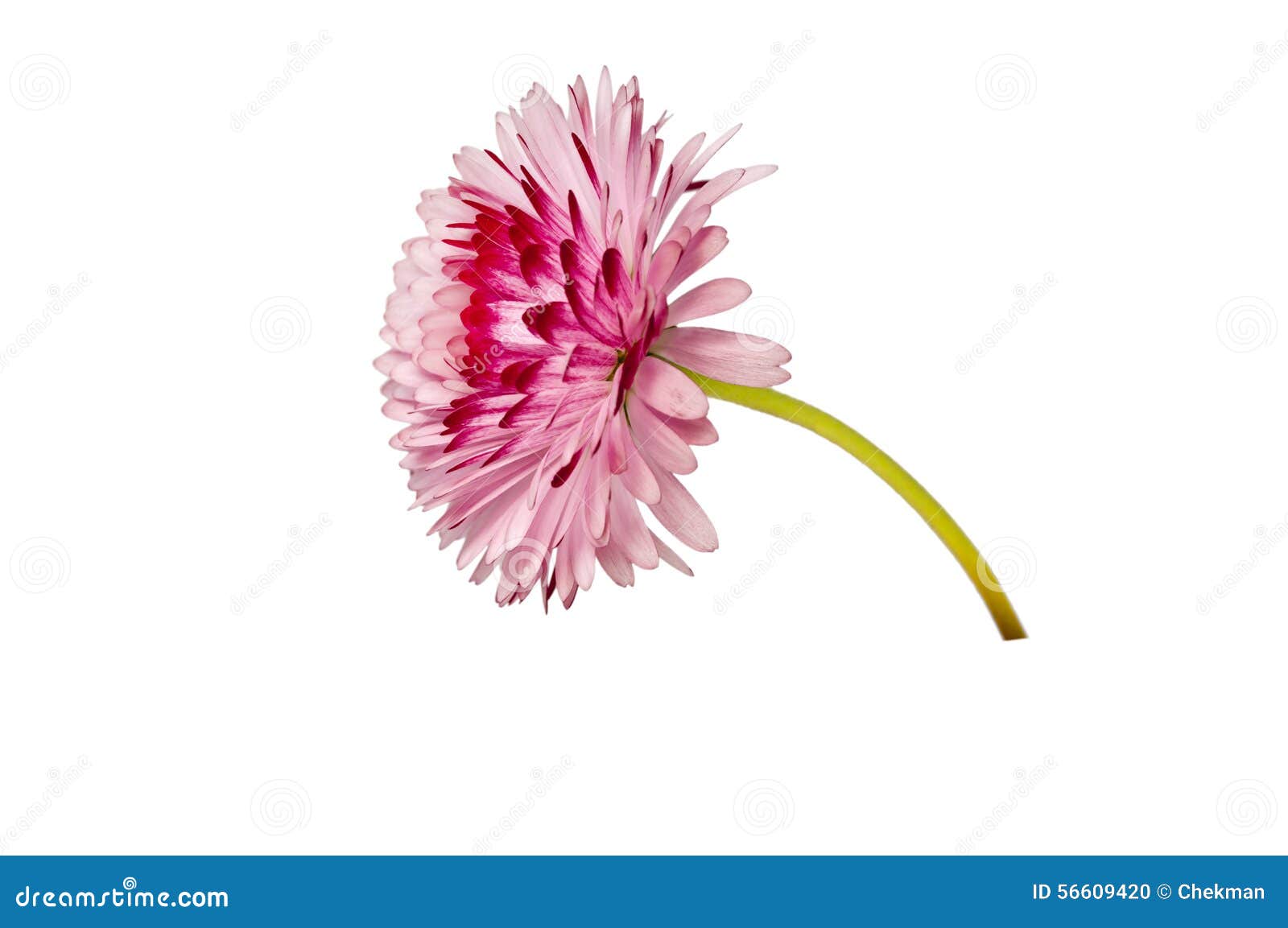 One Flower on White Background Stock Photo - Image of pink, gift: 56609420