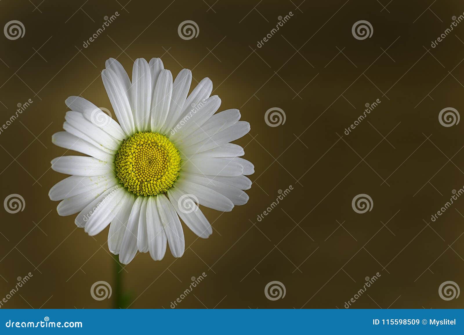 One flowers of daisies stock image. Image of board, single - 115598509