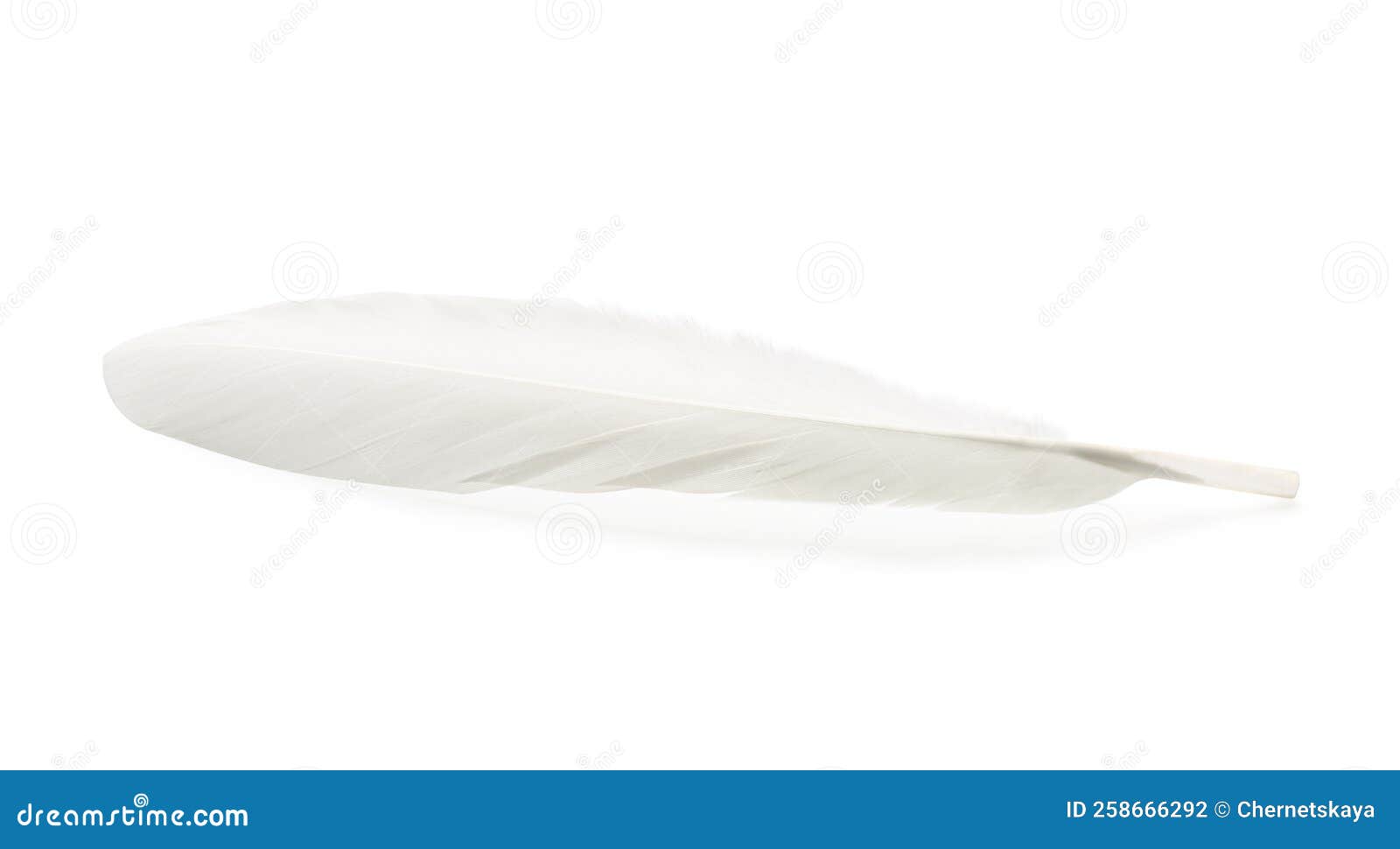 One Fluffy Beautiful Feather Isolated on White Stock Photo - Image of ...