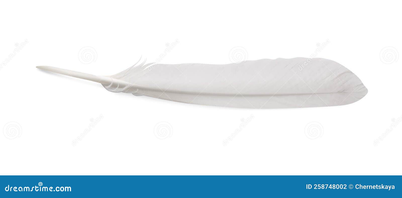 One Fluffy Beautiful Feather Isolated on White Stock Photo - Image of ...