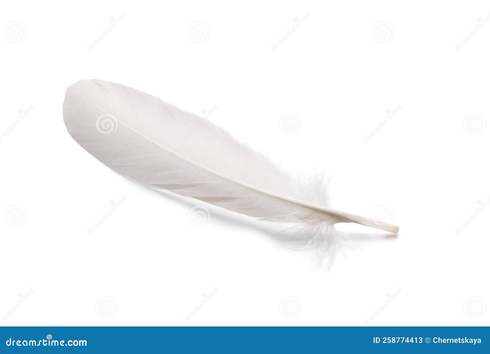 One Fluffy Beautiful Feather Isolated on White Stock Image - Image of ...