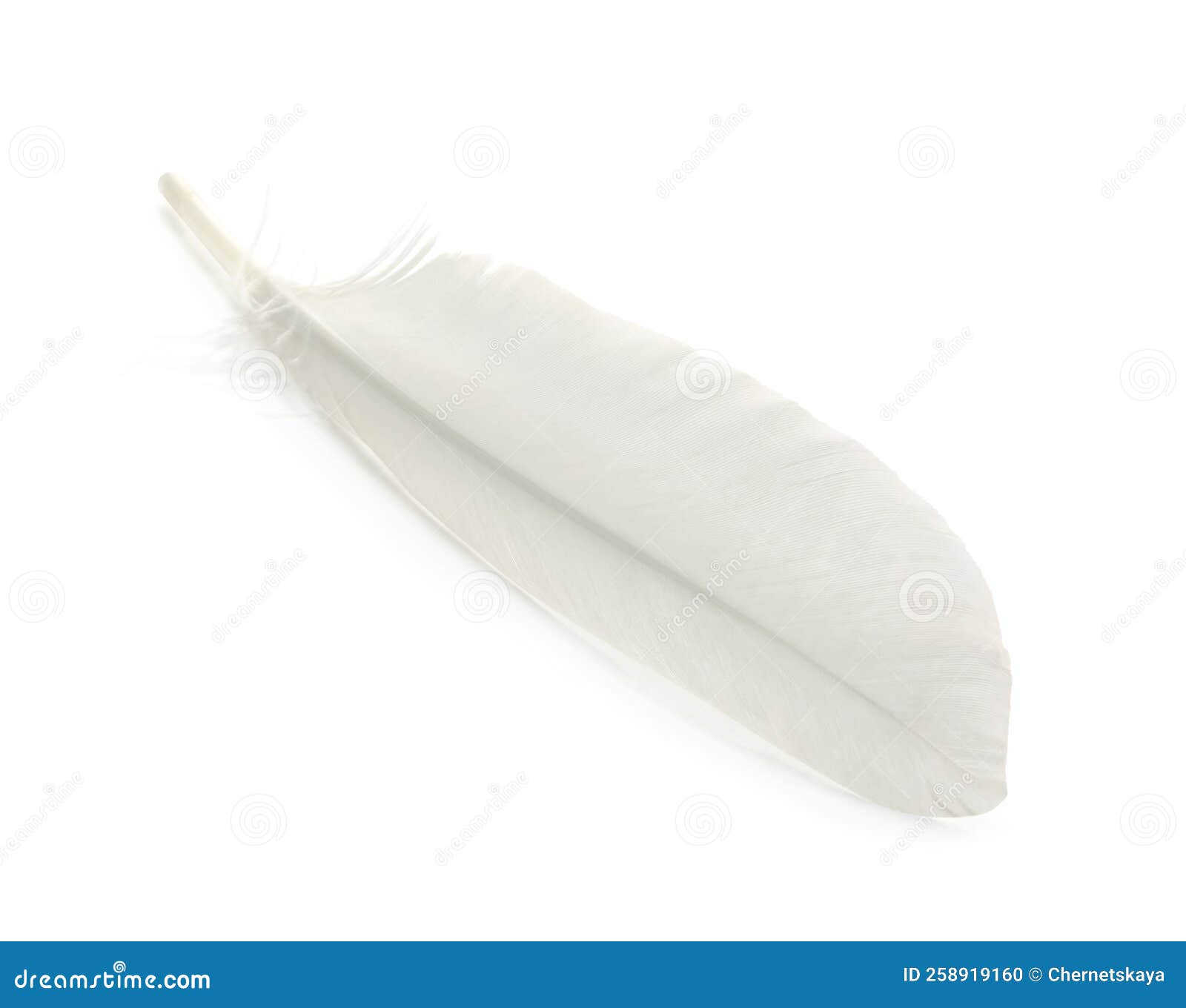 One Fluffy Beautiful Feather Isolated on White Stock Photo - Image of ...
