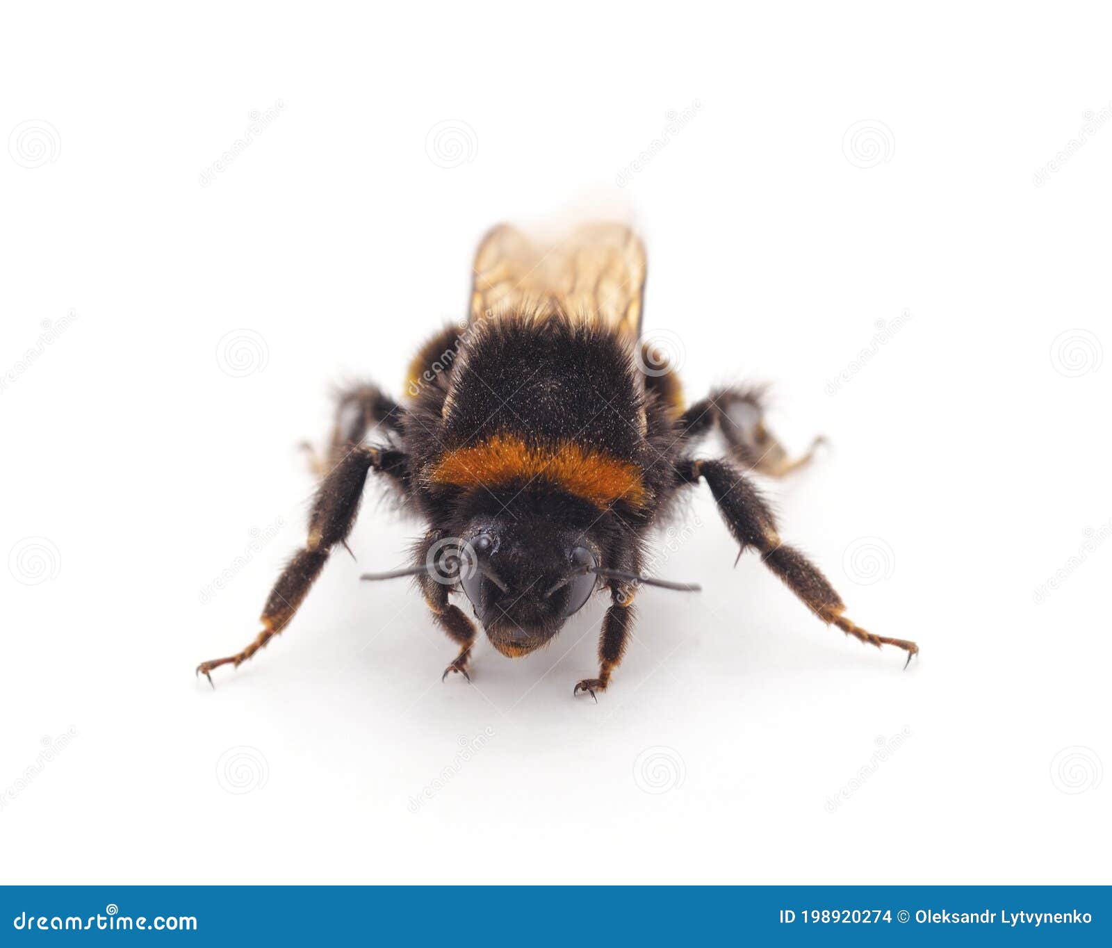 One fluffy bumblebee stock photo. Image of light, closeup - 198920274