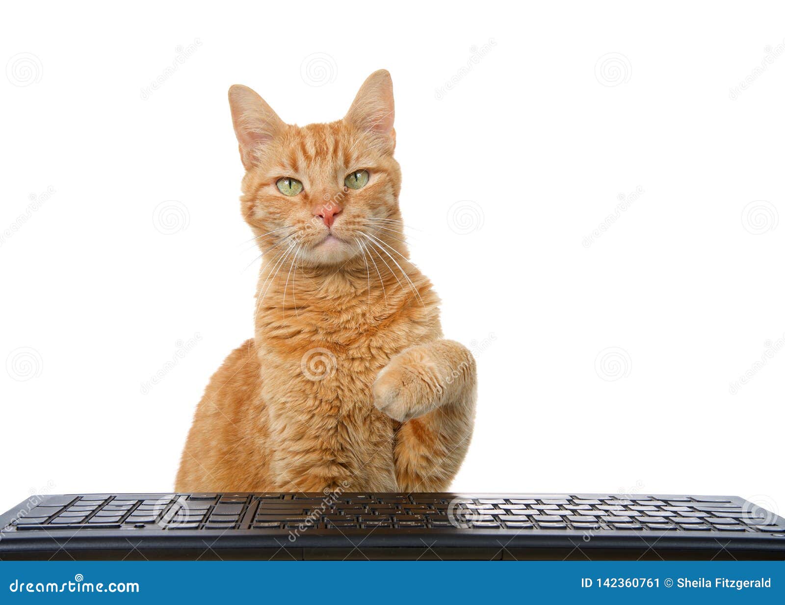 One Fluffy Orange Ginger Cat Looking Over A Computer Keyboard Stock ...