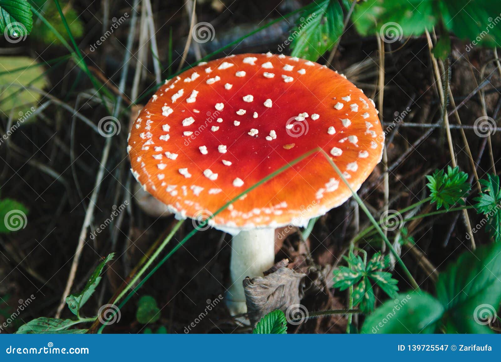 One Fly Agaric, Poisonous Mushroom Grow on the Ground Stock Image ... One Fly Agaric, Poisonous Mushroom Grow on the Ground Stock Image ...