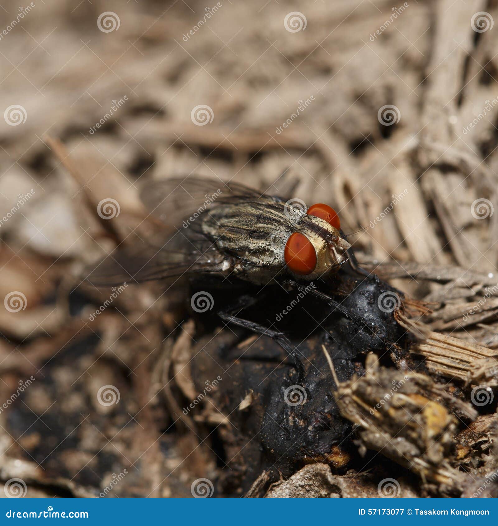 One Fly Flies Around the Waste Stock Image - Image of legs, muck: 57173077
