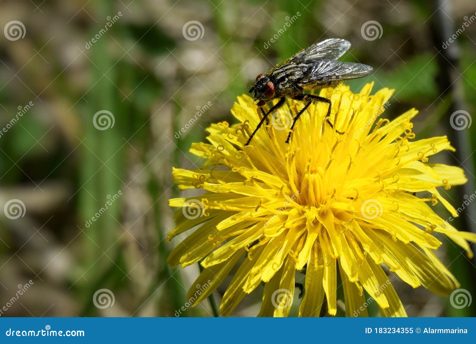 One Fly in the Pollen that Sits on a Yellow Flower. Close-up, Soft ...