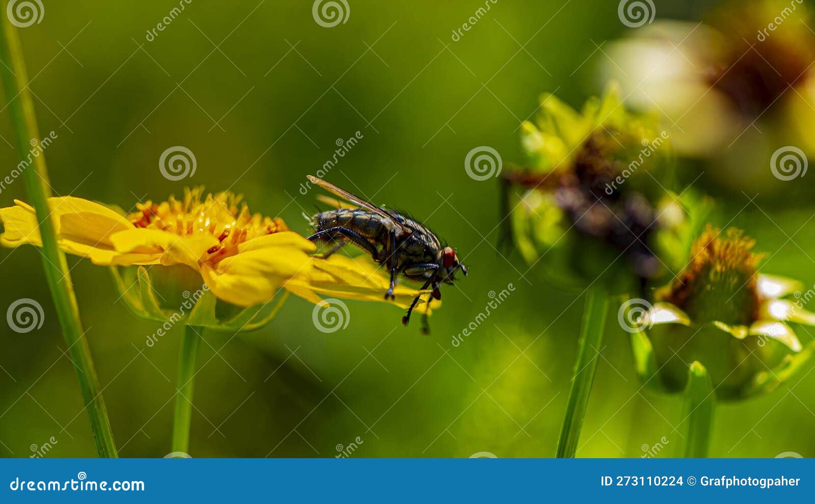 One Fly Sits on a Calendula Flower Stock Photo - Image of animal, eyes ...