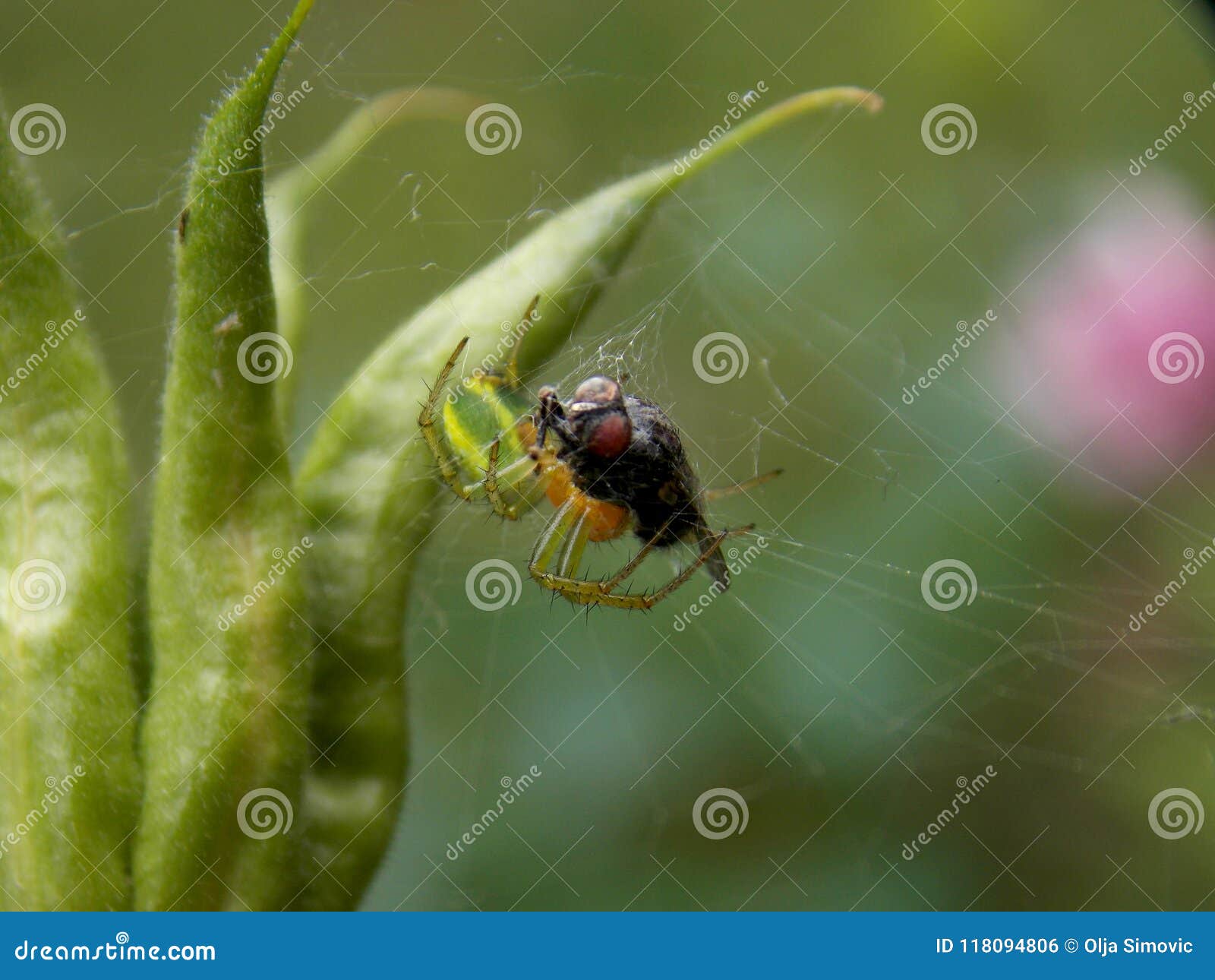 Fly in the spider web stock photo. Image of color, animal - 118094806