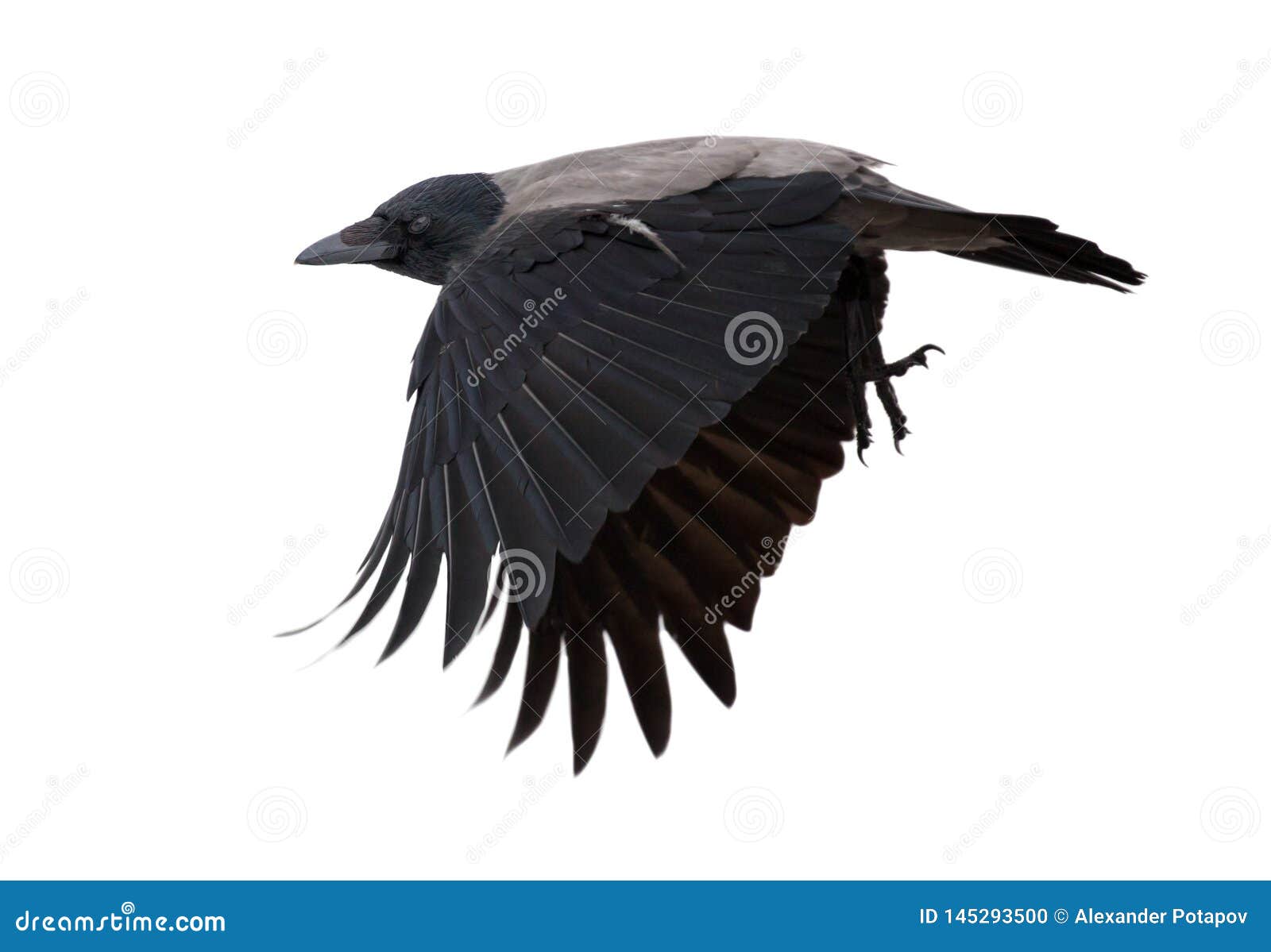 One Flying Grey Crow Isolated on White Stock Photo - Image of wildlife ...