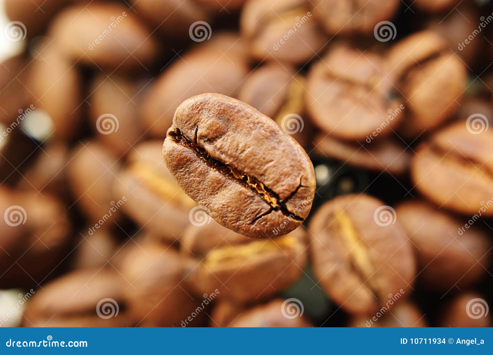 One Focused Coffee Bean in Front Stock Photo - Image of single ...