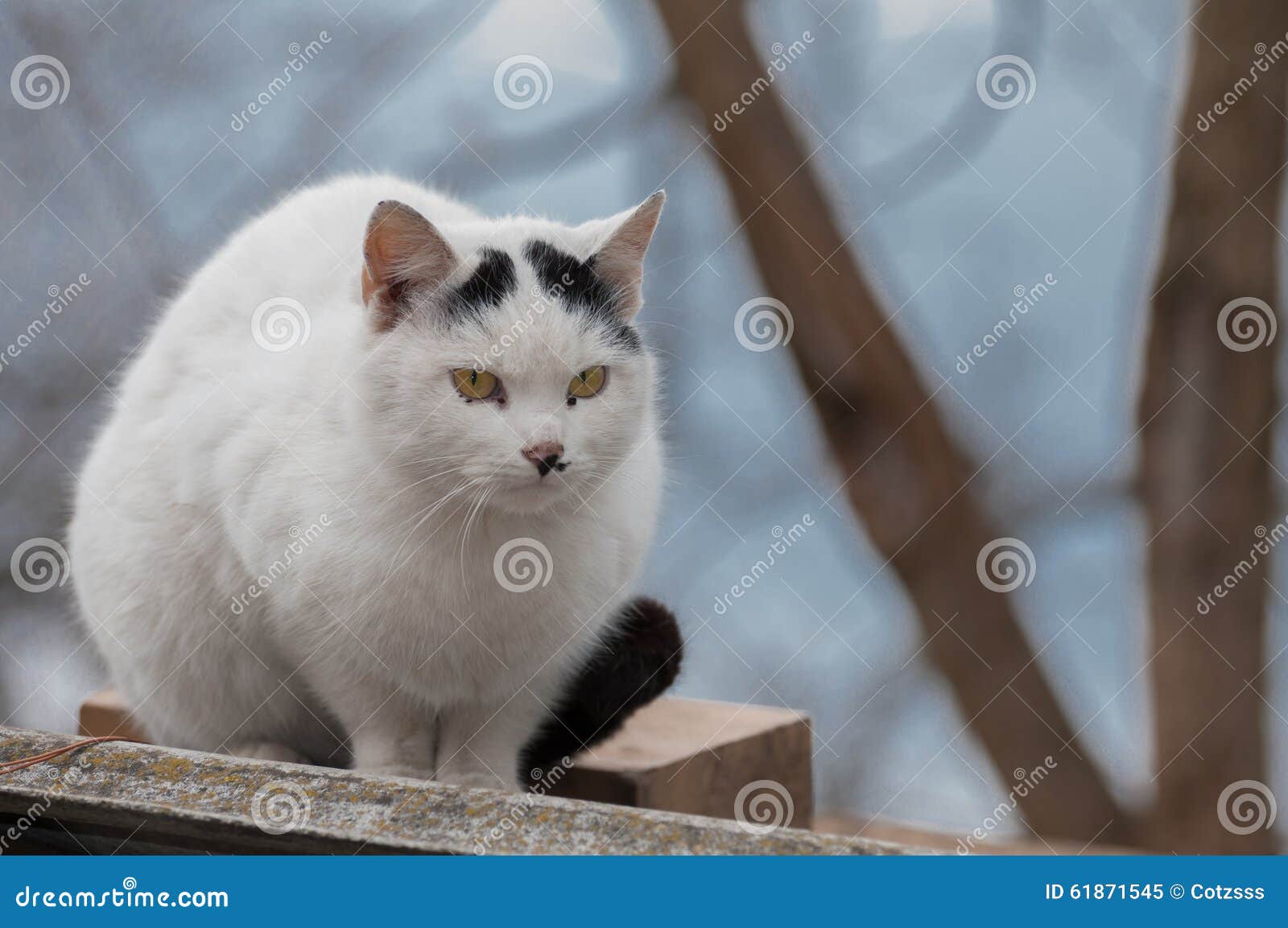 One focused cute white cat stock image. Image of puss - 61871545