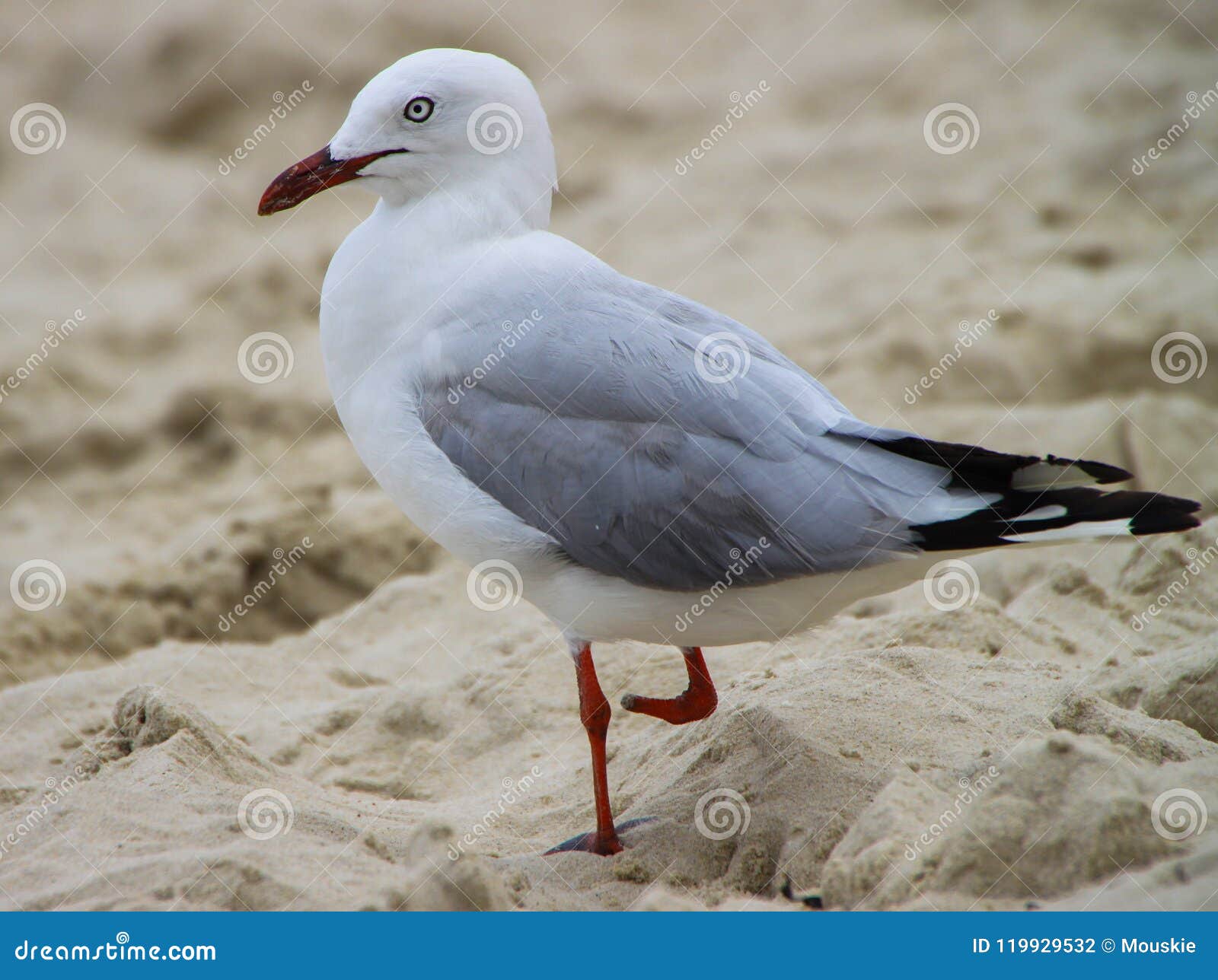 One Footed Seagull stock photo. Image of bird, sandy - 119929532