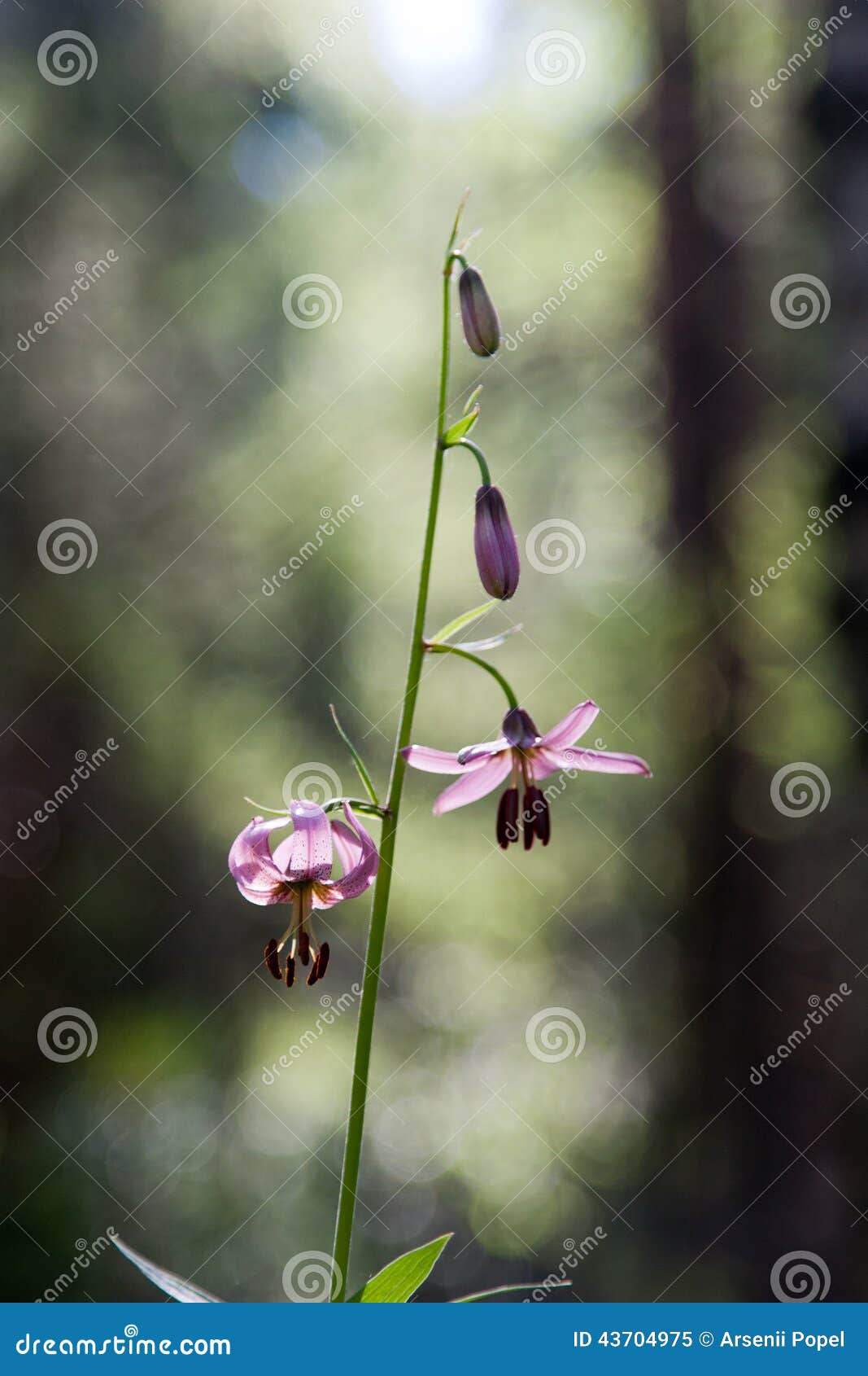 One forest flower stock image. Image of grow, fern, blooming - 43704975