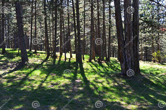 Forest with high trees stock photo. Image of nature - 115527666