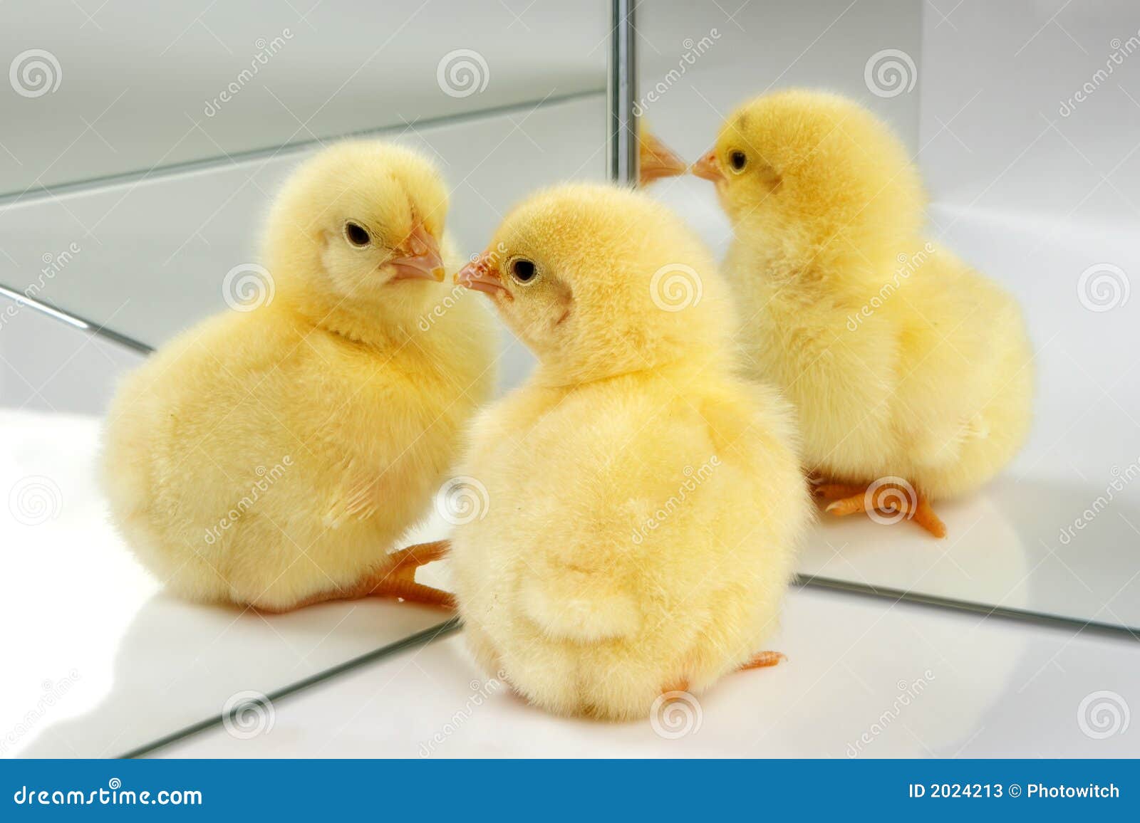 One or four chicks stock image. Image of chicken, beak - 2024213