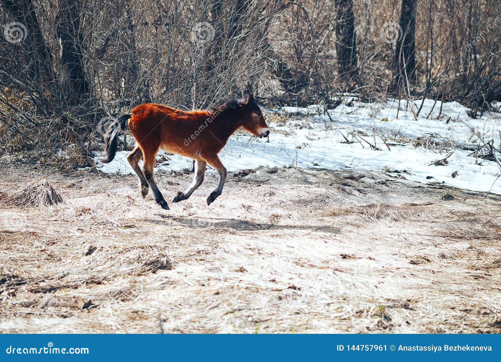 One Free Young Horse Run on Spring Field, Red Horse Stock Image - Image ...