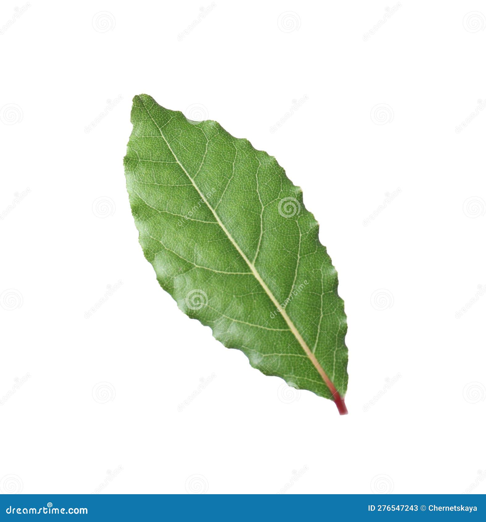 One Fresh Bay Leaf Isolated on White Stock Image - Image of cultivated ...