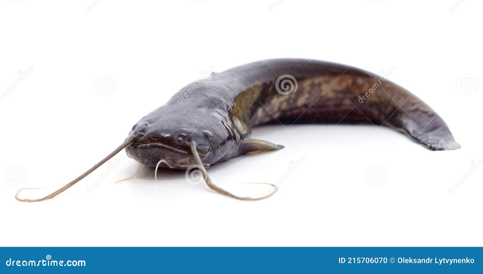 One fresh black catfish stock photo. Image of deep, fish - 215706070