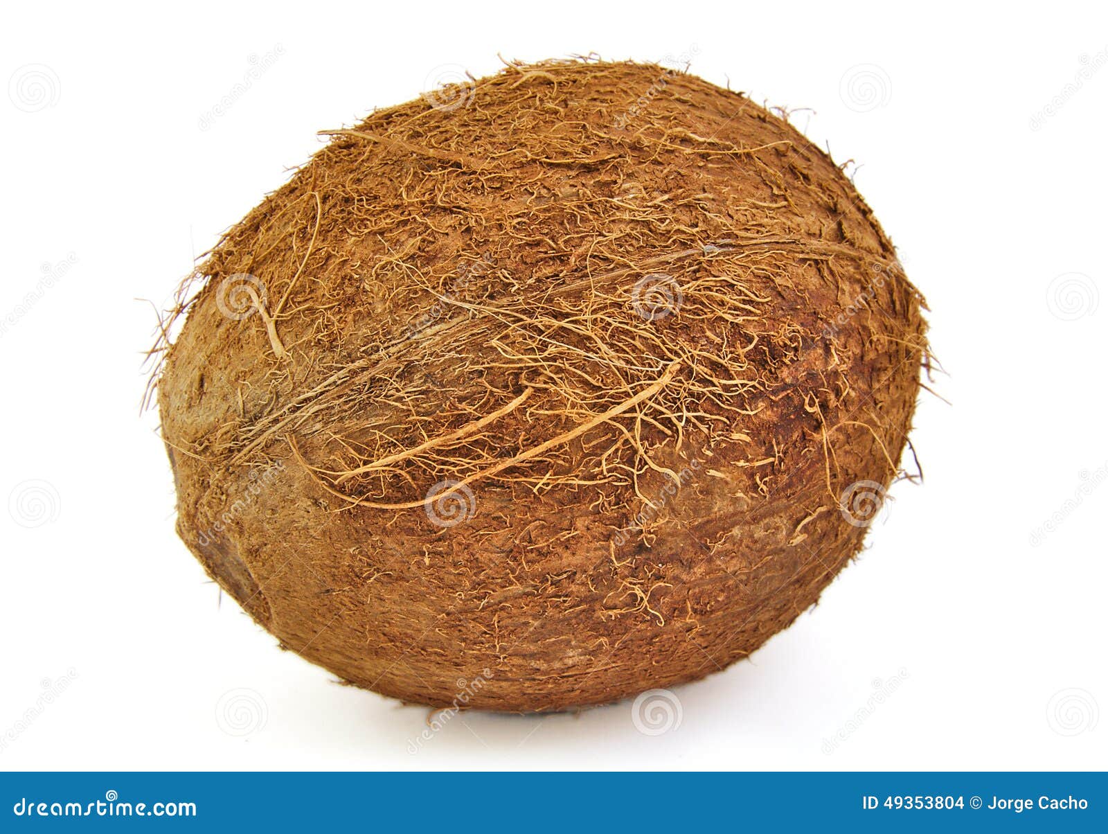 One Fresh Coconut on White Background Stock Photo - Image of coco ...