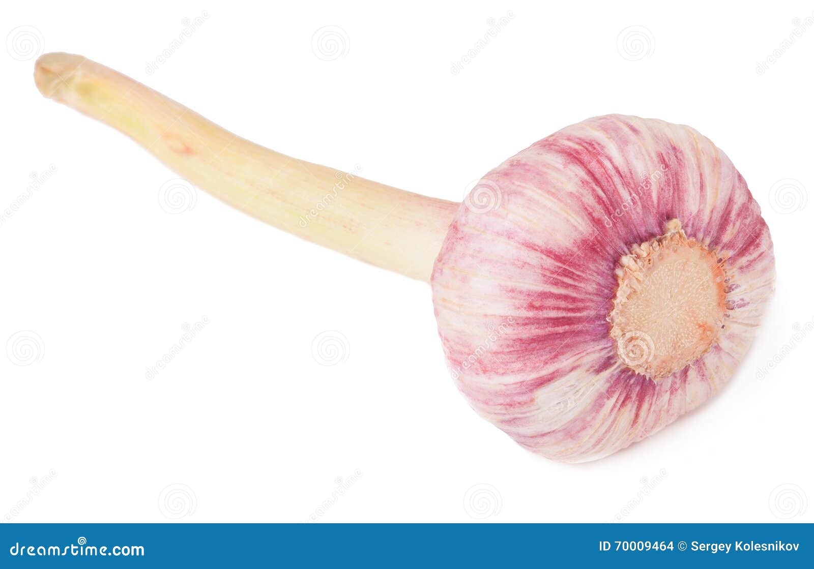 One Fresh Garlic Head Isolated on White Background Stock Photo - Image ...