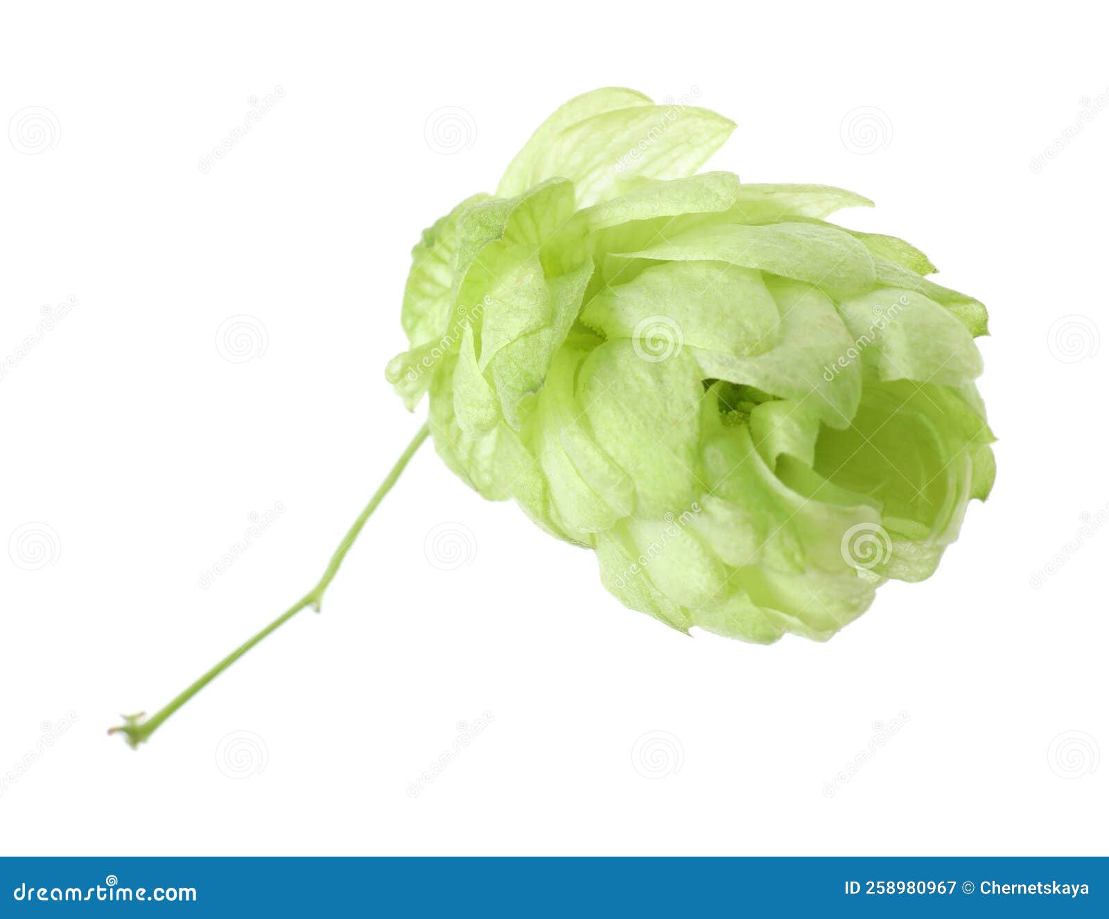One Fresh Green Hop Isolated on White Stock Image - Image of herb ...