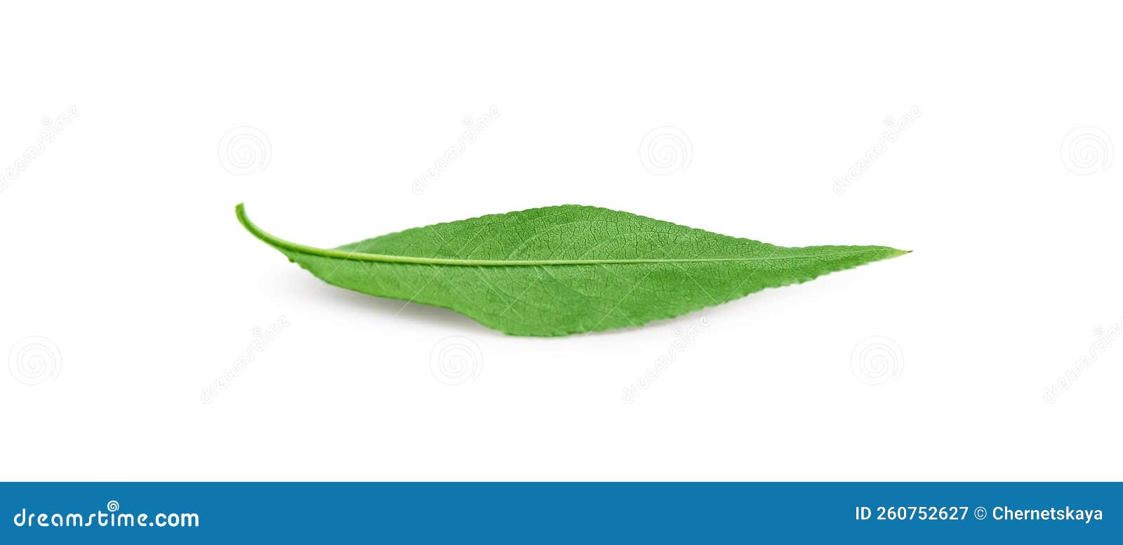 One Fresh Green Leaf Isolated on White Stock Image - Image of isolated ...