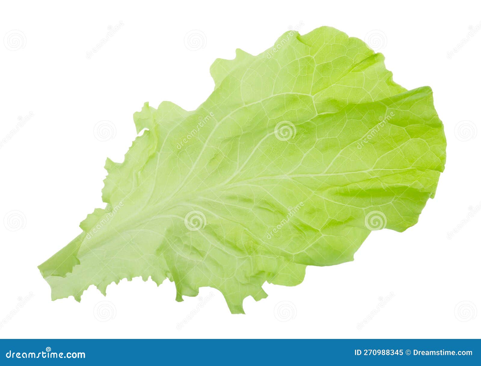 One Fresh Lettuce Leaf Isolated on White. Burger Ingredient Stock Image ...