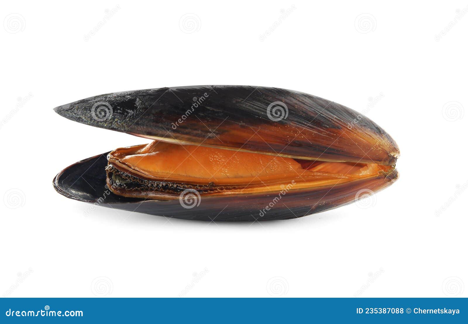 Open Mussel Shells On Sand Stock Image | CartoonDealer.com #129258895