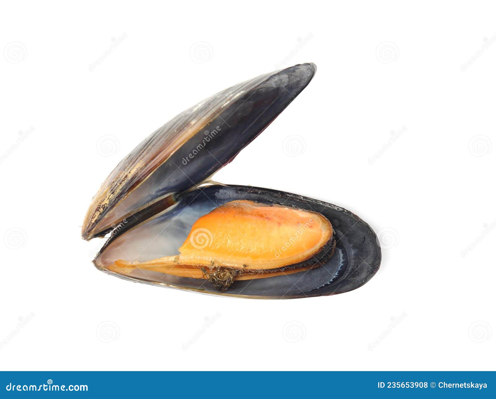 One Fresh Open Mussel Isolated on White Stock Photo - Image of mollusca ...